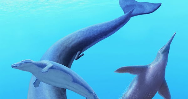 El Pensieve de Dinorider: Mystacodon selenensis, aspiradoras ancestrales