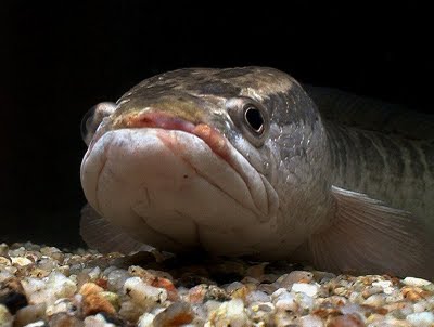 Snakehead ~ Aquatic Animals