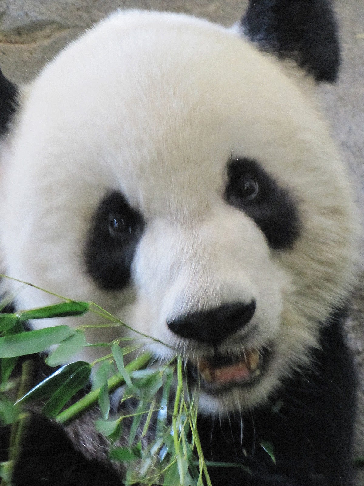 My Polar Bear Friends and Friends of Polar Bears: Haley of the Memphis Zoo
