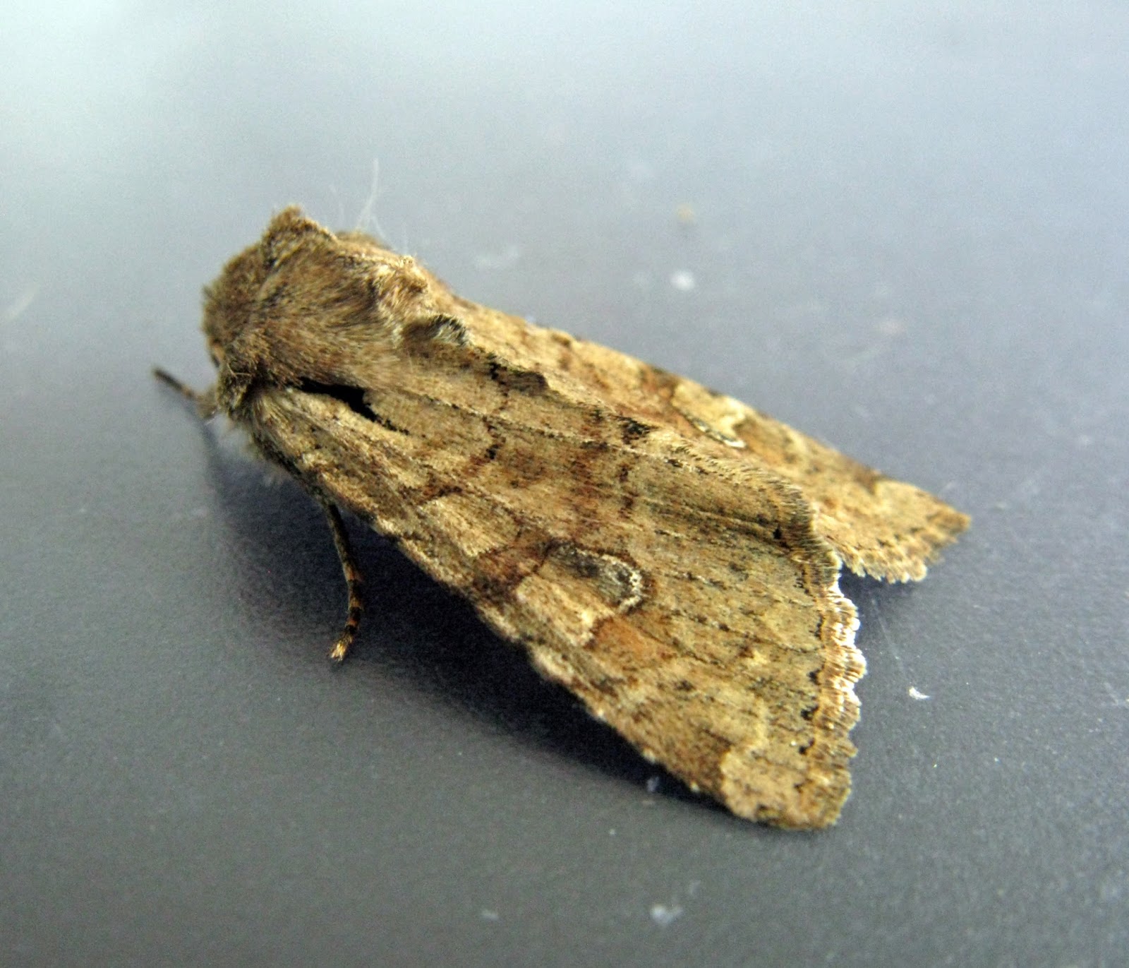 Newhaven Wildlife: Newhaven's Butterflies and Moths: May 2016