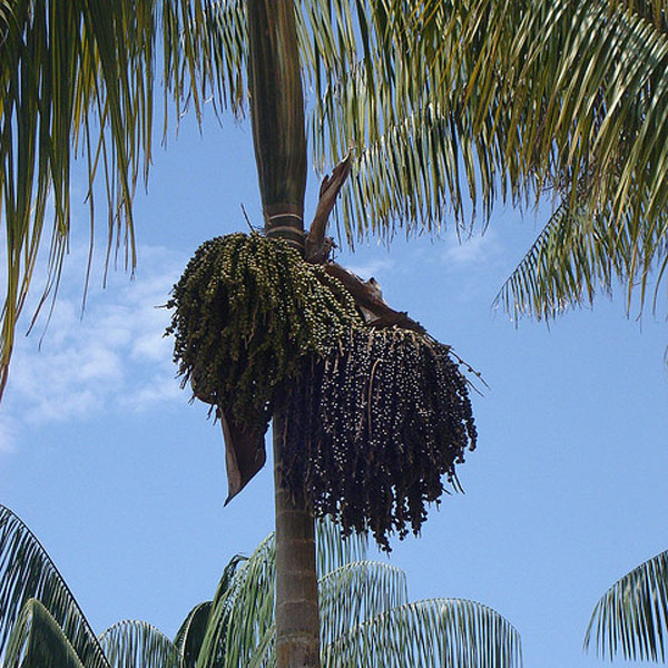 AÇAÍ PALM ~ Klima Naturali™