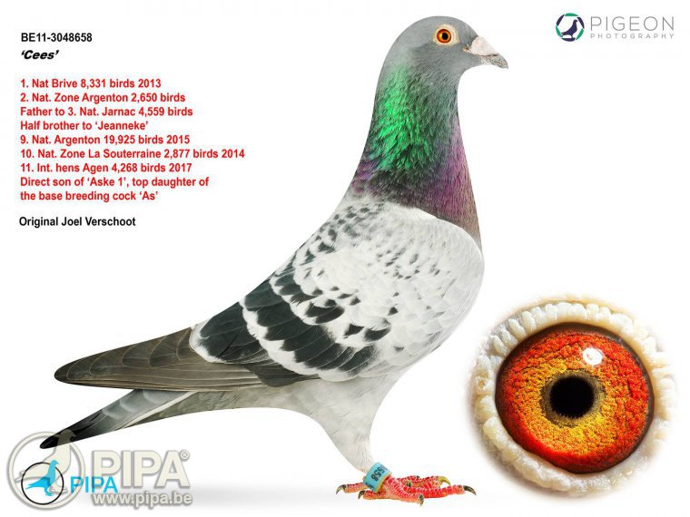 racing pigeons nieripigeons : Nuevo Record ARMANDO...final: Joël Verschoot