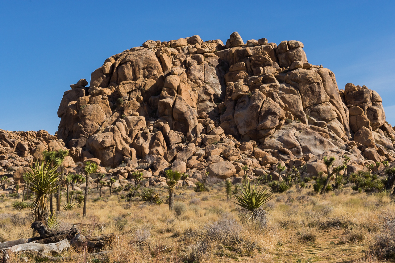 NAZCA BOOBIES, A GARGANEY, YELLOW-BILLED MAGPIES AND MORE IN CALIFORNIA