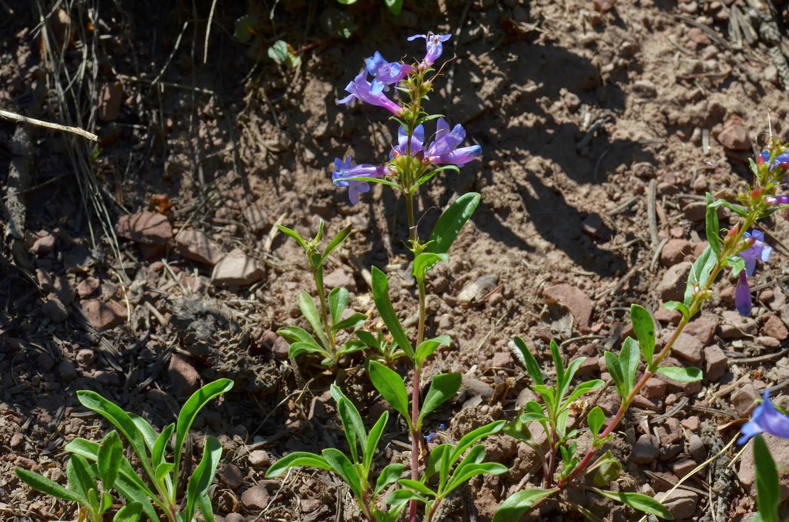 Wildflowers of the Wasatch Mountains and Bear River Range: Key to Penstemon