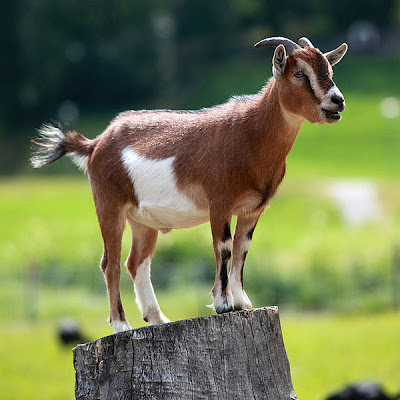 Musings of a Biologist and Dog Lover: Invasive Species: Goat
