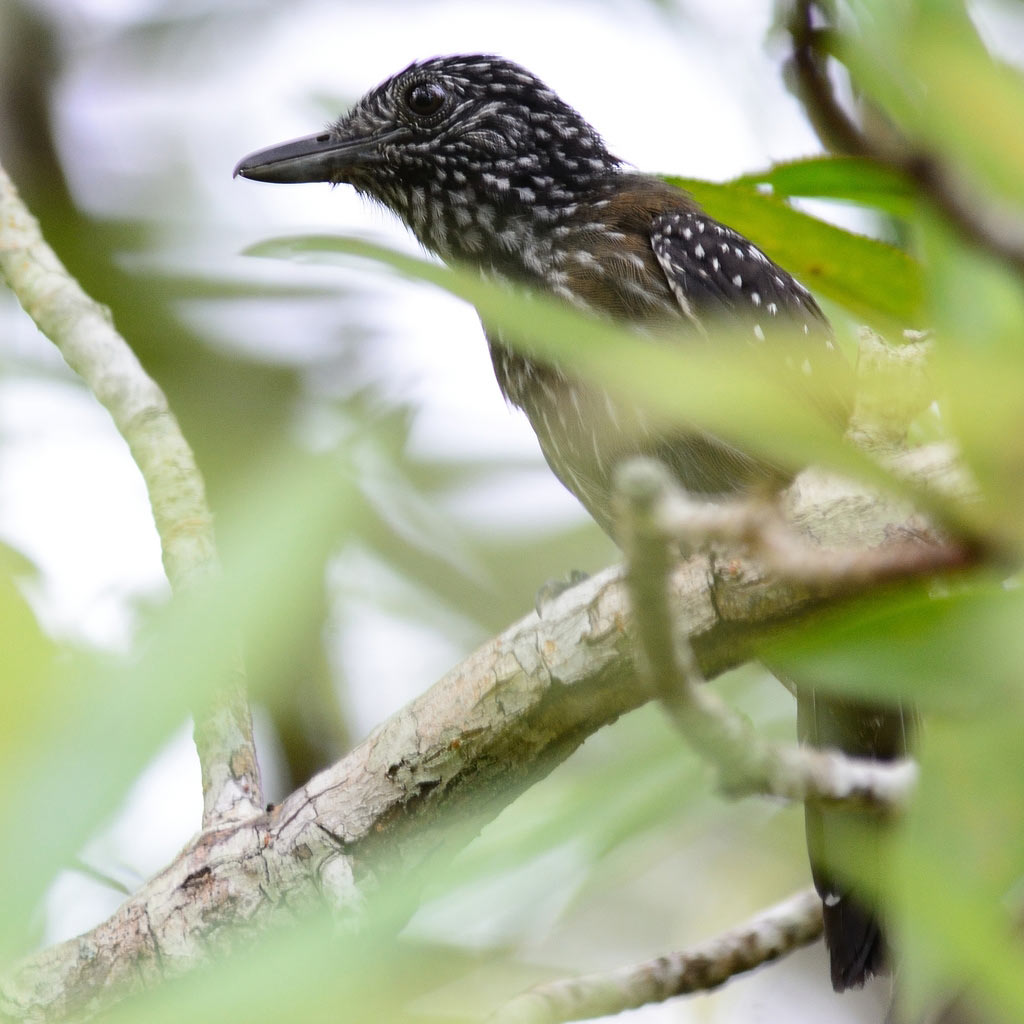 Western Azuero, a report by Bill Adsett