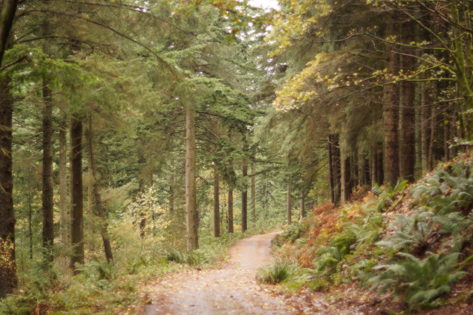 Dodd wood, the route to the summit - Sophie in the Sticks