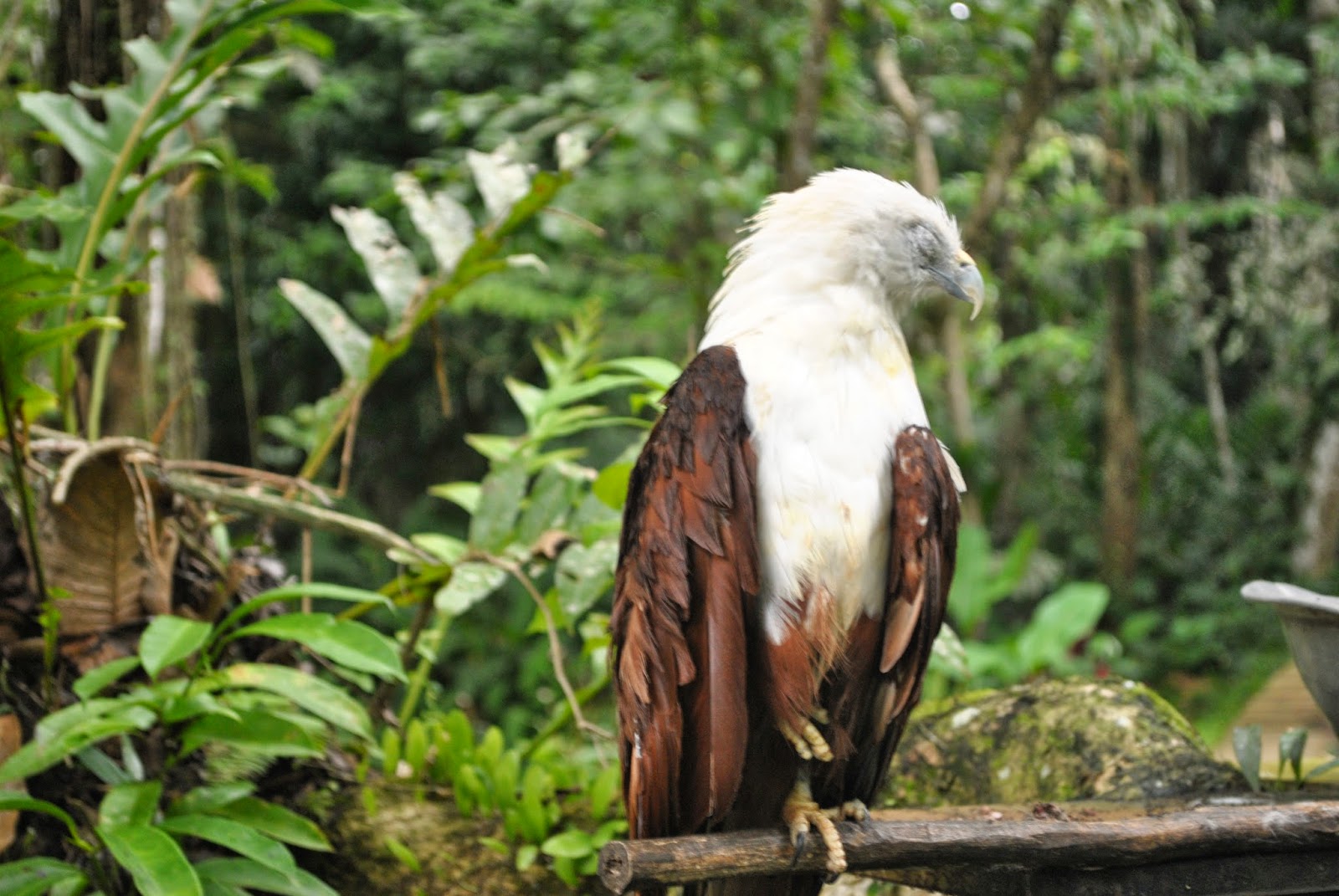 Backpacking Pilipinas: Inside the Philippine Eagle Center in Davao City