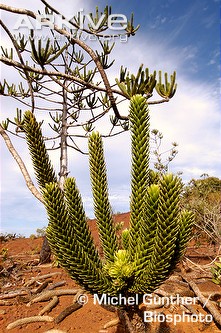 Laberinto en extinción: Araucaria gobernadora (Araucaria rulei)