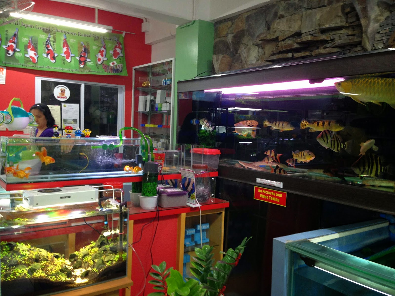 Cebu Aquarium Guide: Piper's Pet World at 7 St. Patrick Square, Don ...