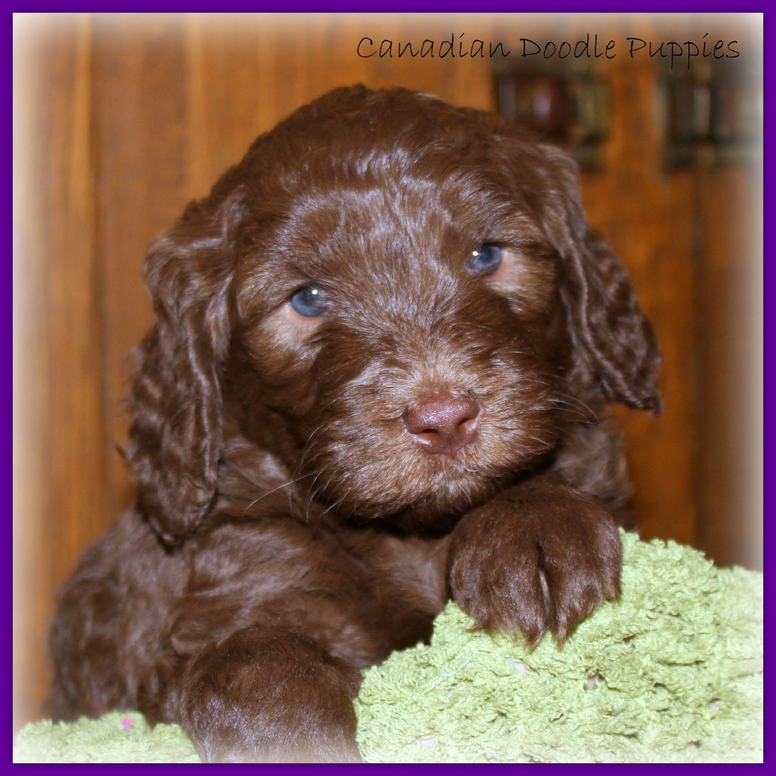 Canadian Doodle Puppies: Hershey's and Brodie's pups at 4 weeks