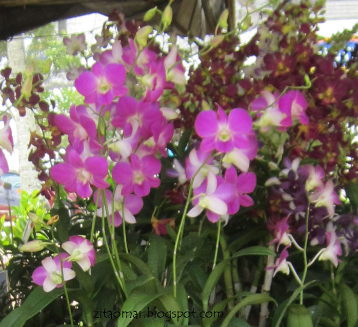 ...SeKaDaR CoReTaN....: PESTA ORKID......