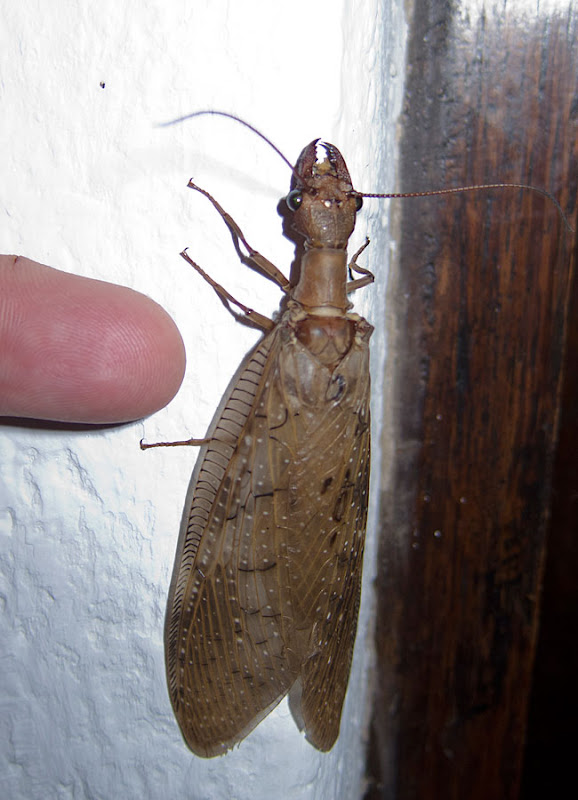 Weedon's World of Nature: Machu Picchu