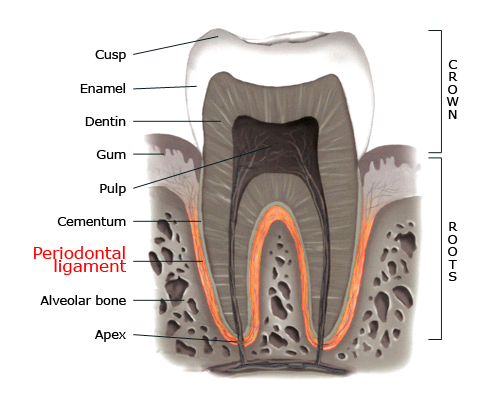 Kesehatan Gigi: Jaringan Periodontal