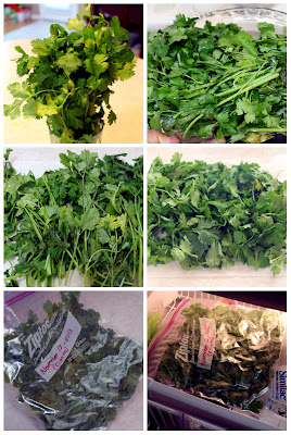 Preety's Kitchen: How To Buy,Store & Freeze Fresh Cilantro