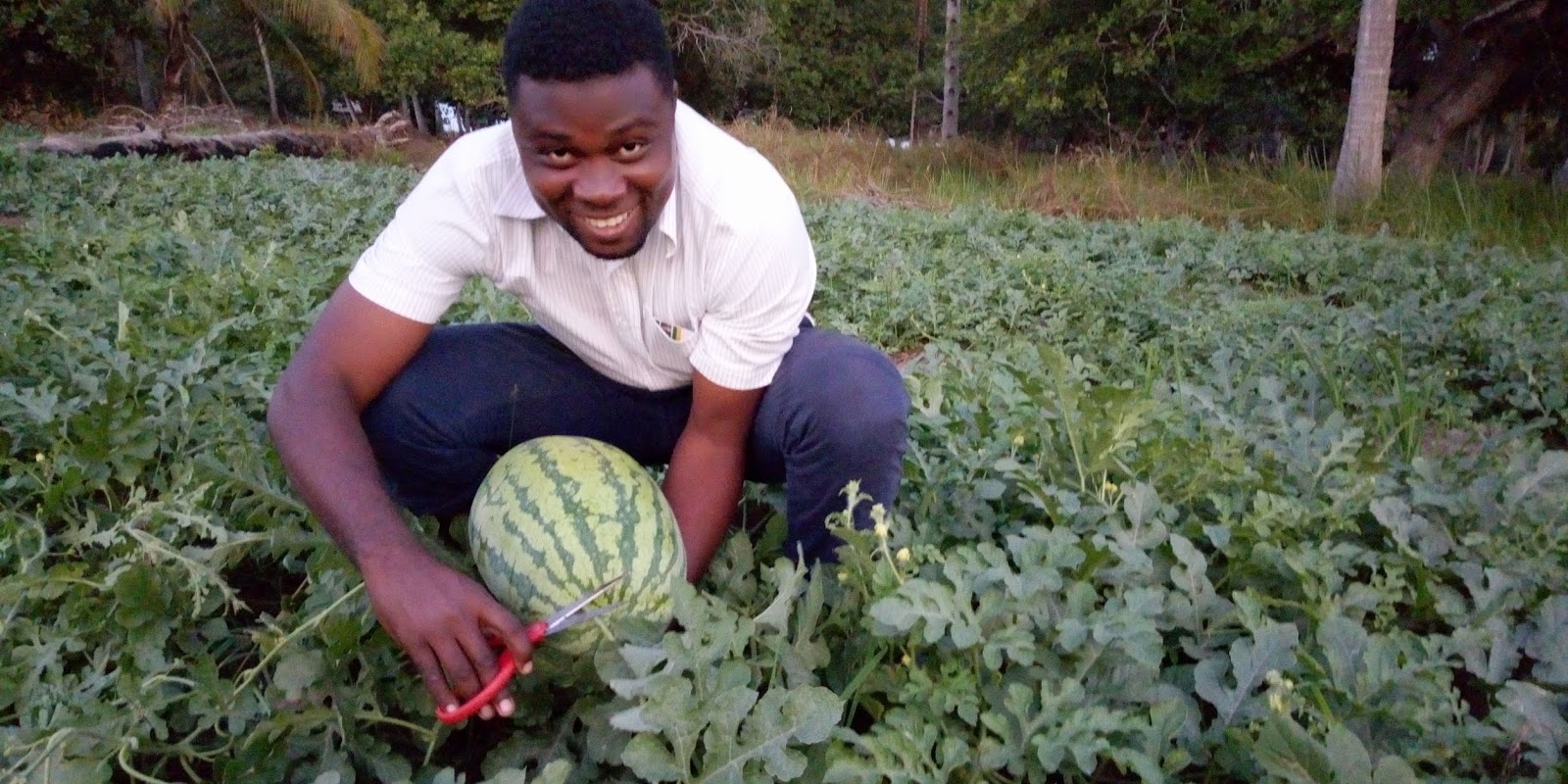 Kangetakilimo: KILIMO CHA MATIKITI MAJI NA KANGETAKILIMO