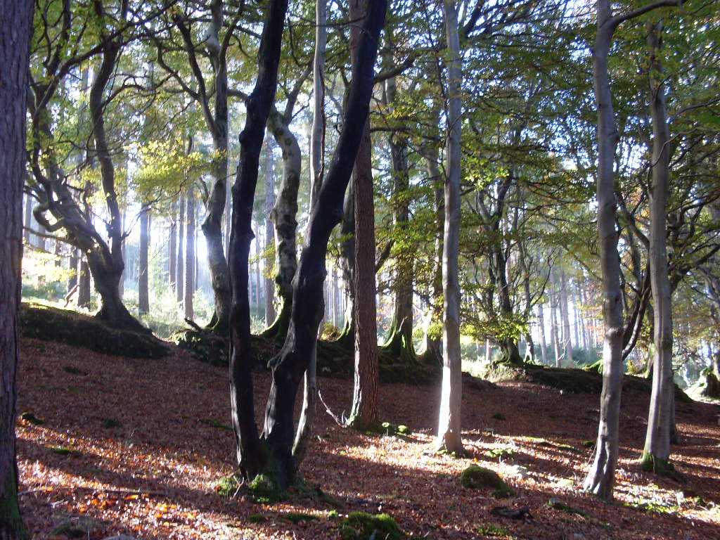 ☆Sharon's Sunlit Memories☆: Crone Forest towards Powerscourt Waterfall