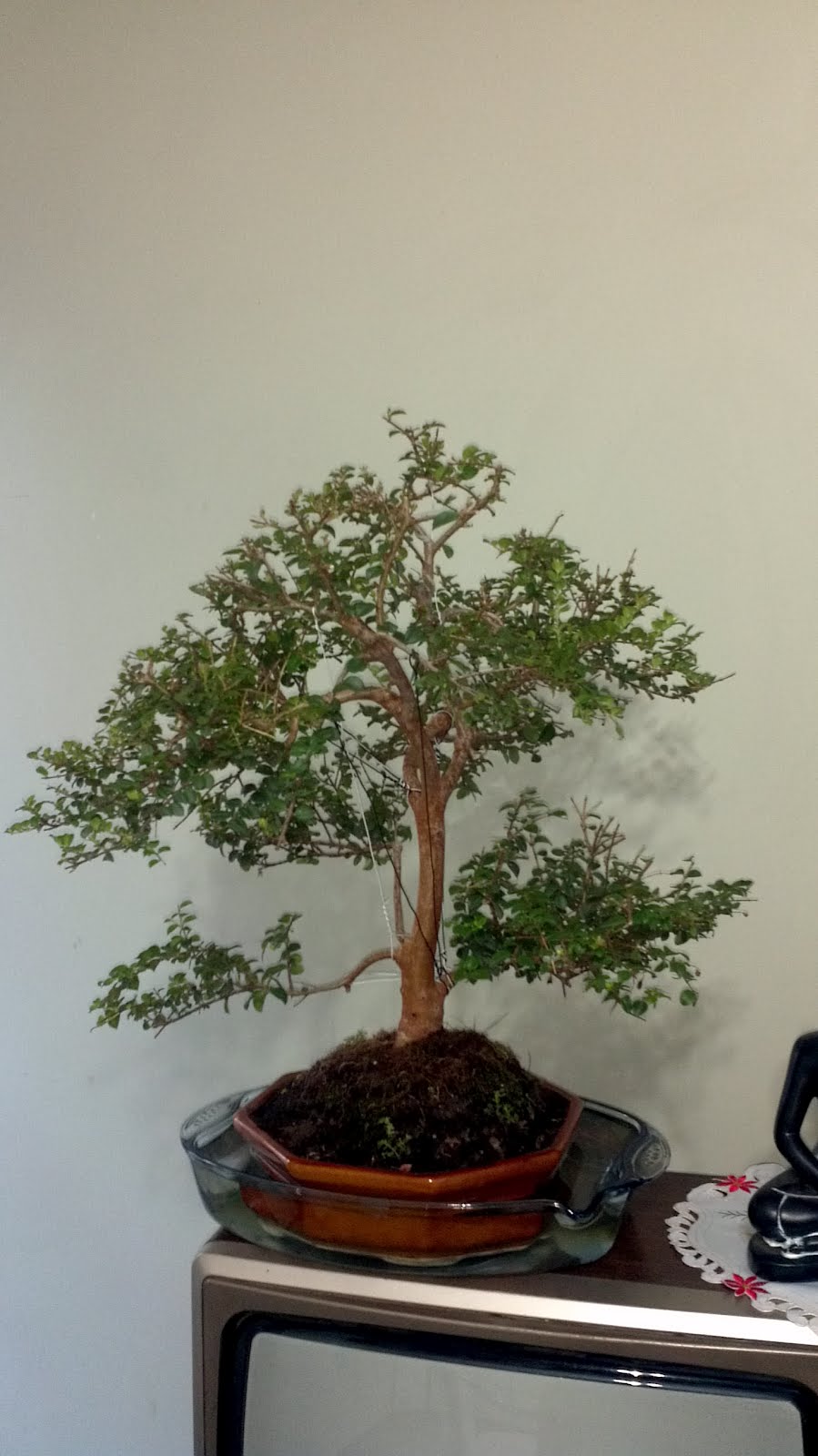 Bonsais Alejandro Manno : Bonsai de Arrayan