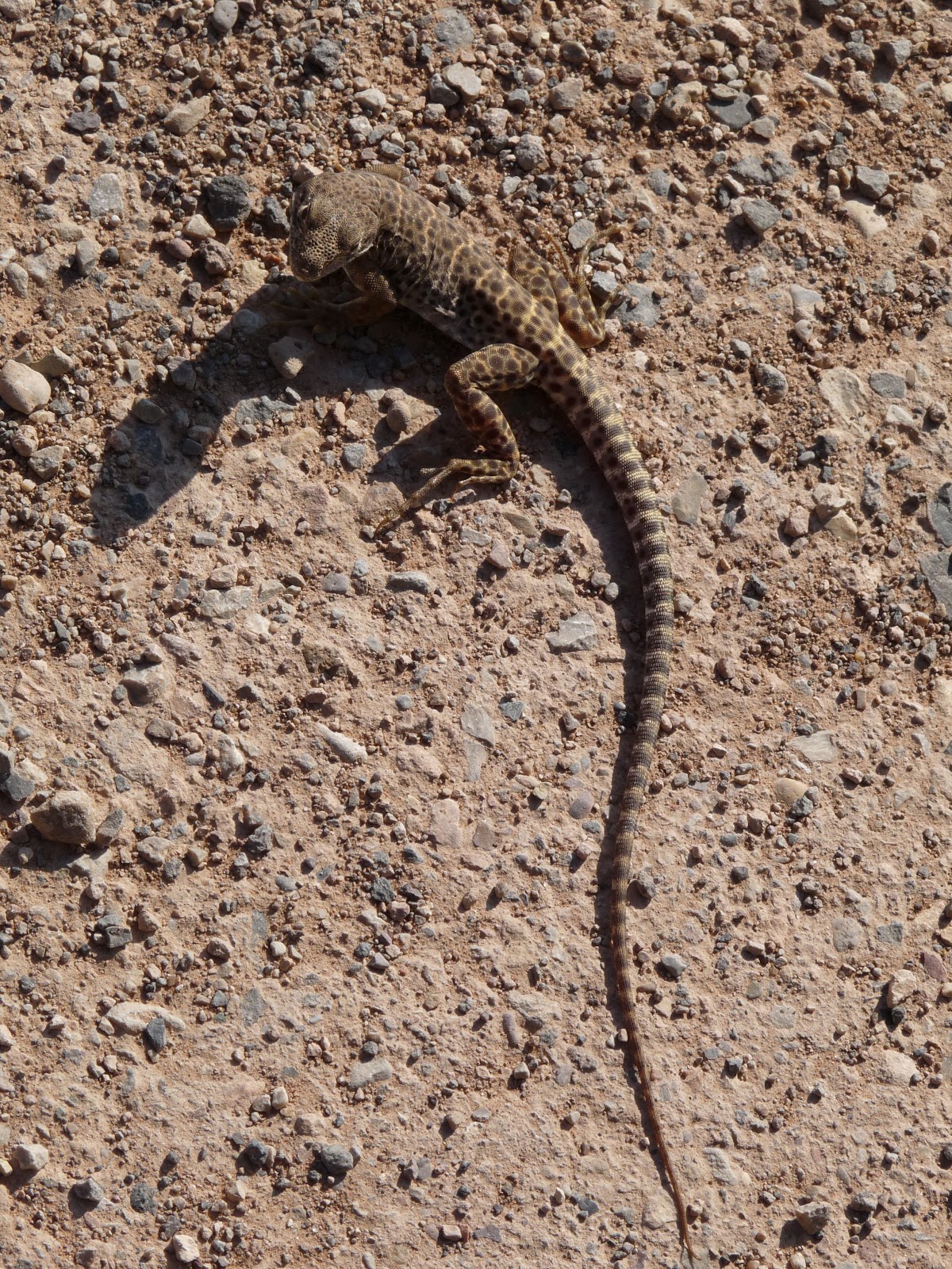 Our World Outside: Desert Wildlife