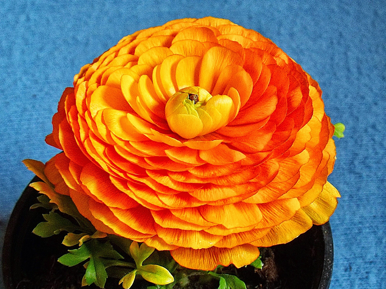 BOGLARKA FLOWER photos - wallpapers | the fun bank