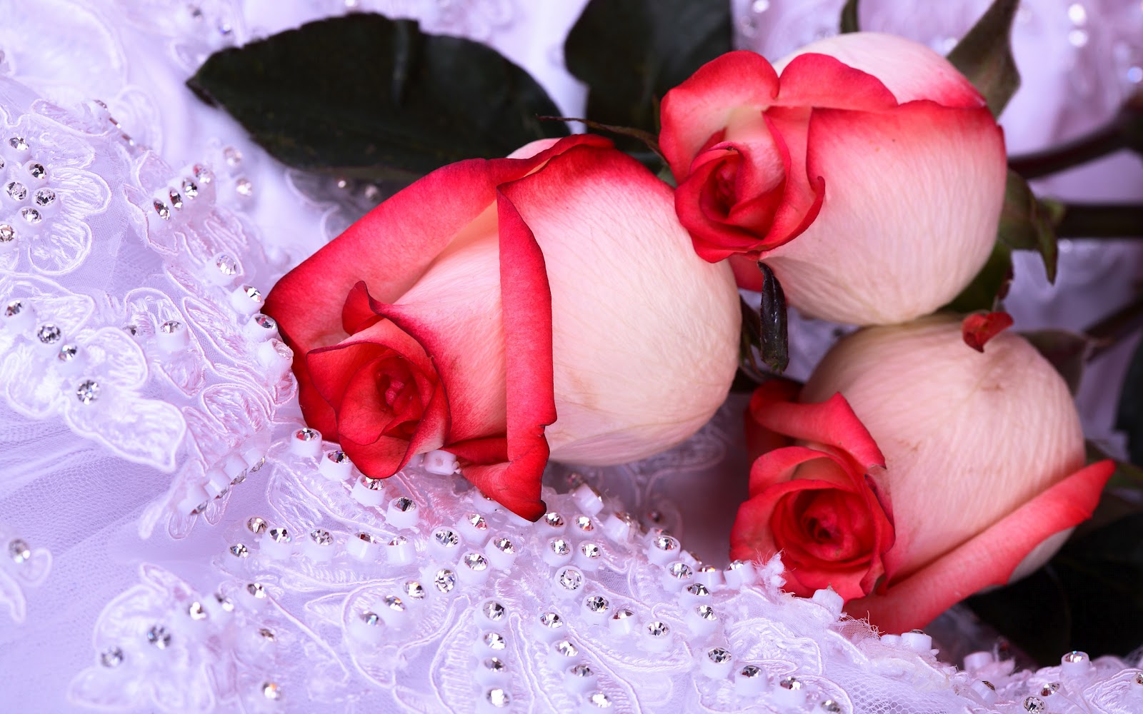 Rozen Wallpapers | HD Wallpapers