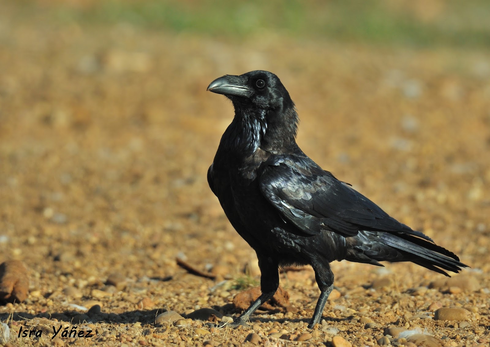 Naturaleza de Quintanilla del Agua (Burgos): Septiembre en "Las ...