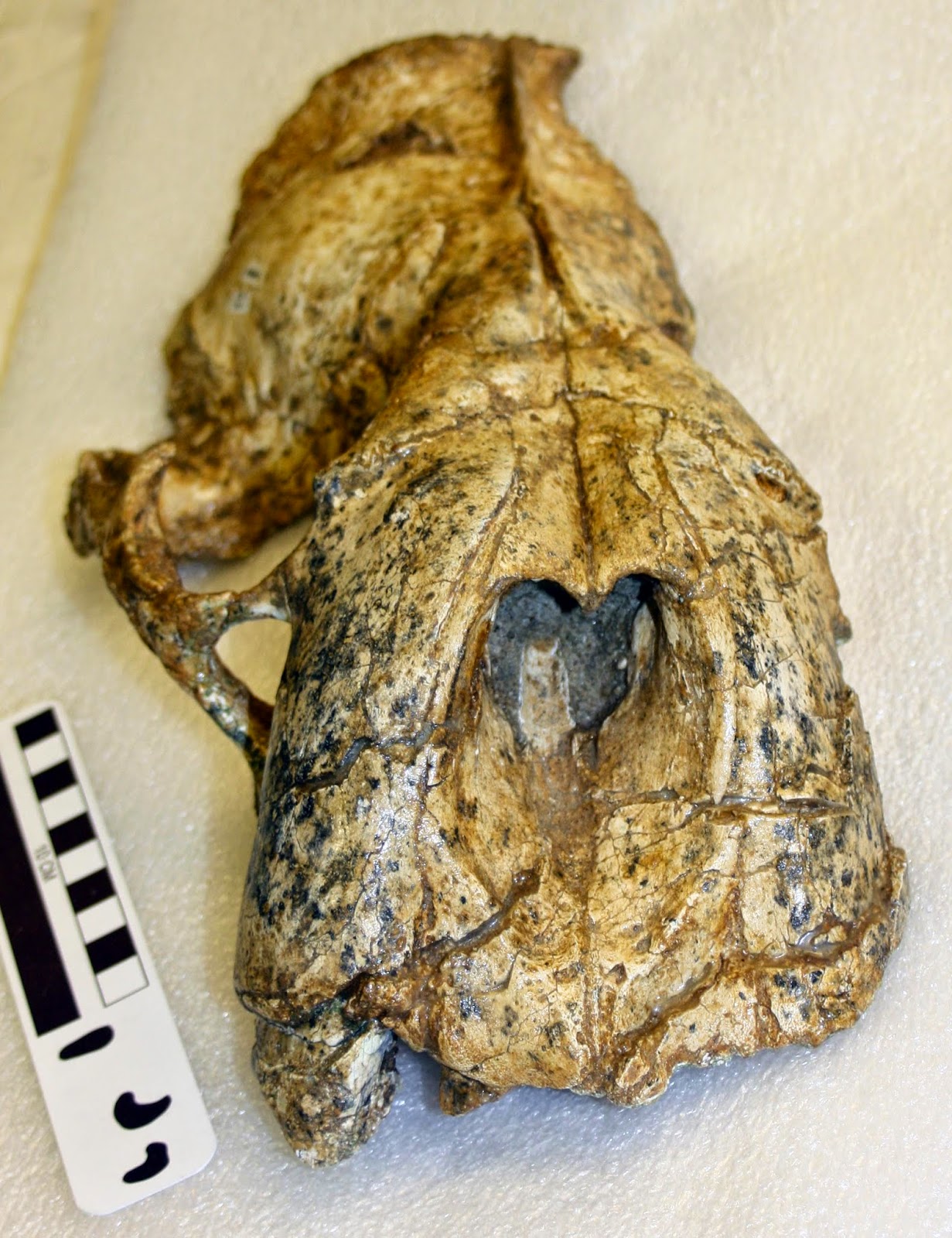 The Coastal Paleontologist: The evolutionary history of walruses, part ...