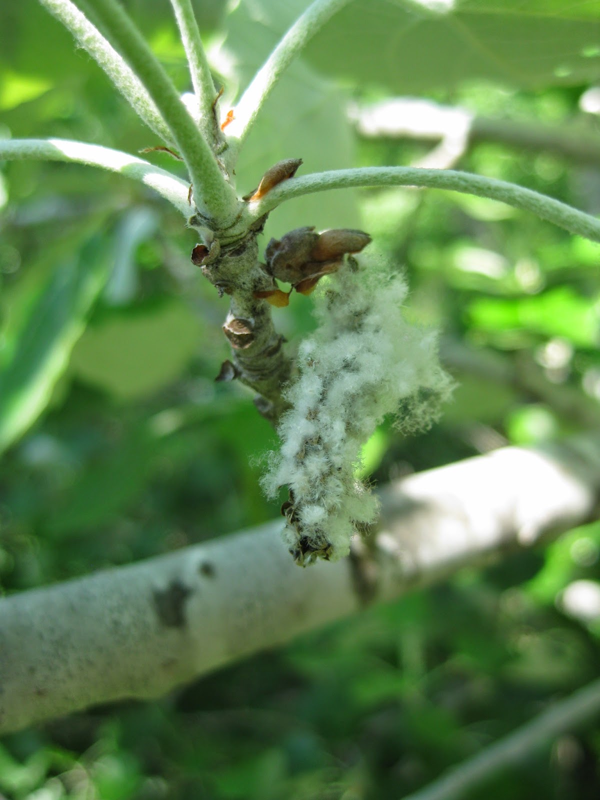 Trees of Santa Cruz County: Populus alba - White Poplar