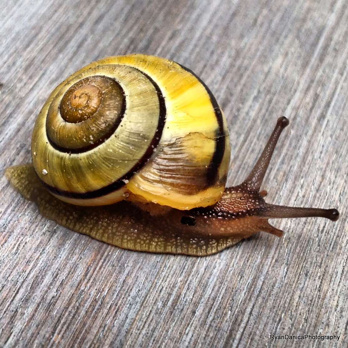 Danica's Thoughts :): Snail Story