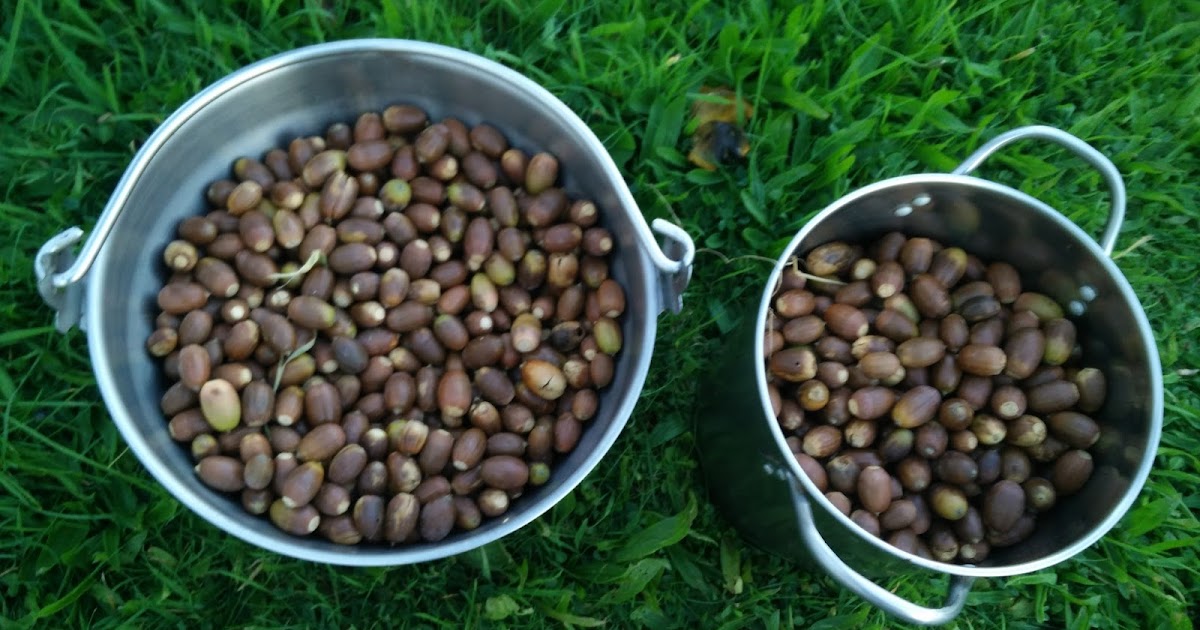 How to make acorn flour