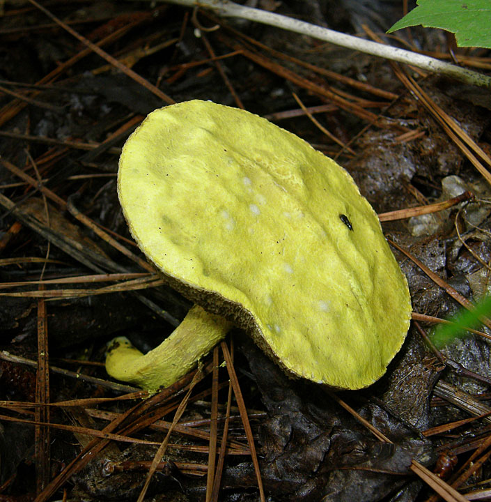 Anybody Seen My Focus?: Bolete Mushroom Season Is Here Again