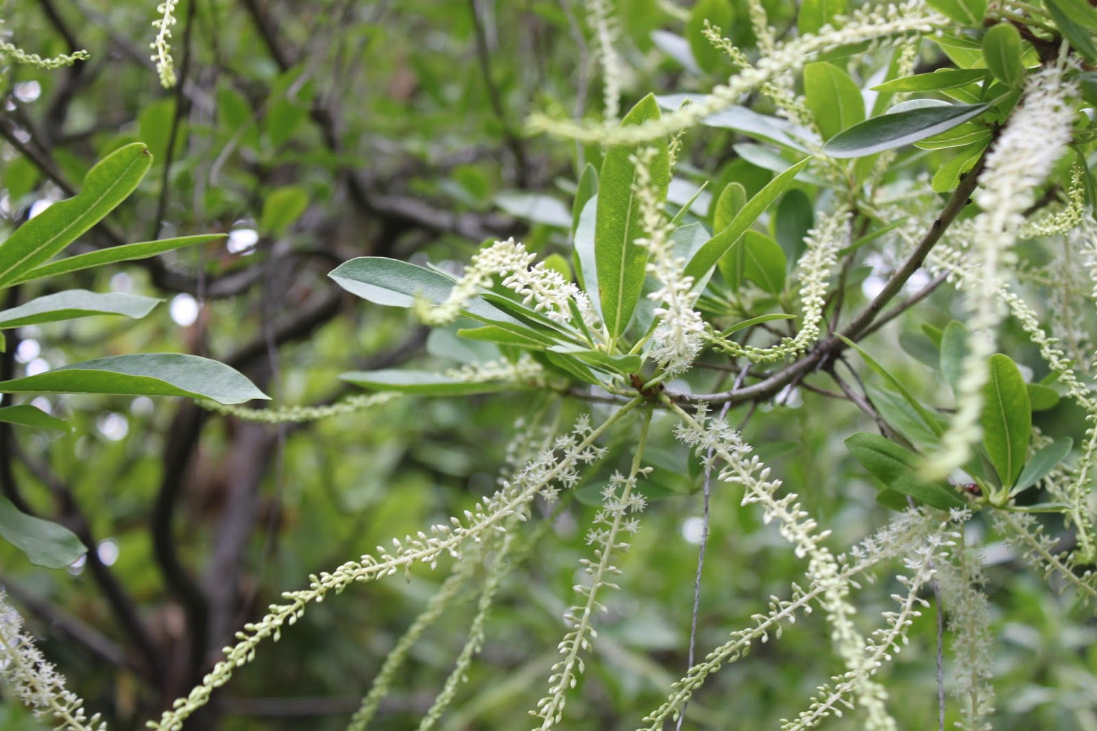 Centenary College Arboretum: Tree of the Week: Swamp Titi (Cyrilla ...