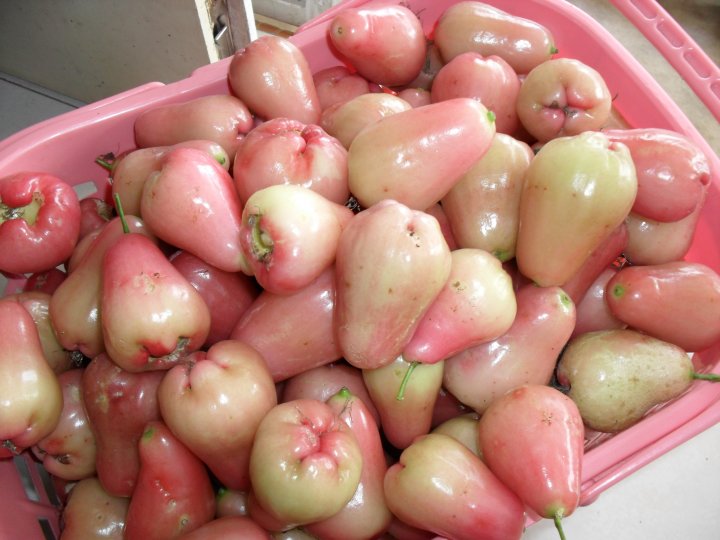 :: Seindah Bicara Sesedap Rasa ::: Jambu Madu a.k.a Jambu Air