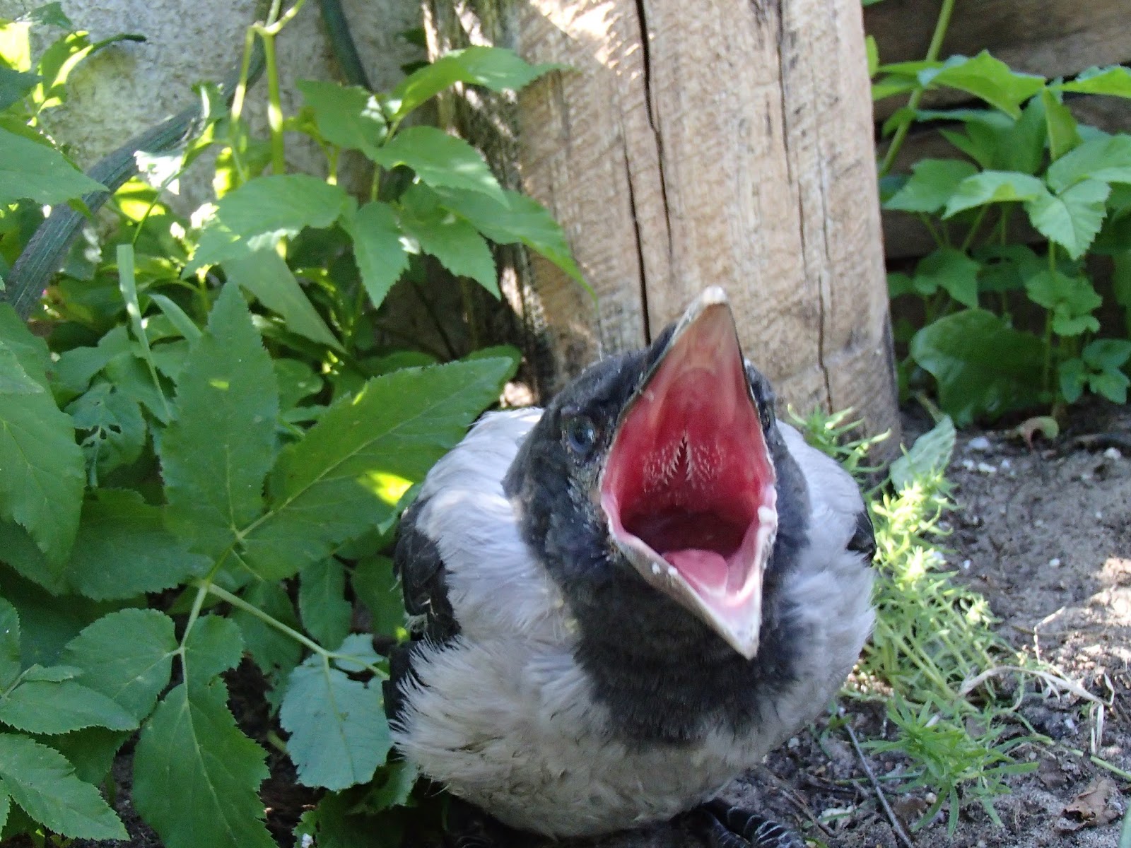 MOJA MENAŻERIA : Wronka albo wronek