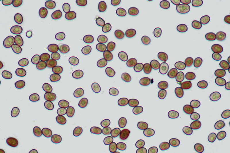 El mundo microscópico de los hongos: Agaricus bisporus (Lge.)Sing.