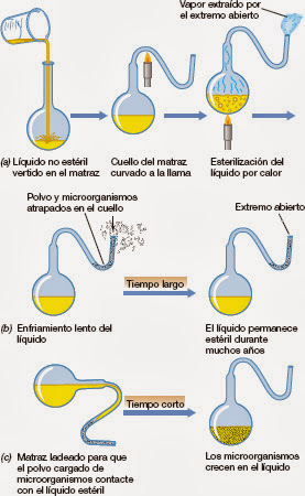 4to biología: EXPERIMENTO DE PASTEUR