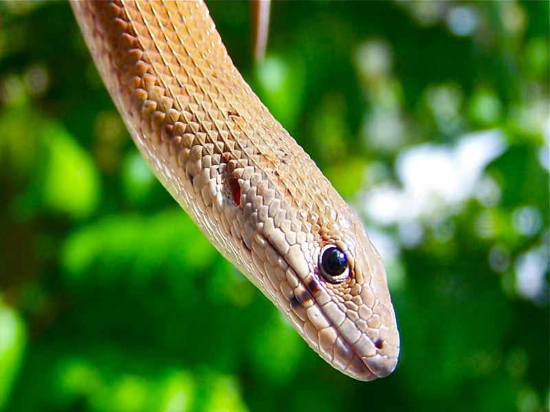 Tentang Ular ~ Tentang Gambar Hewan