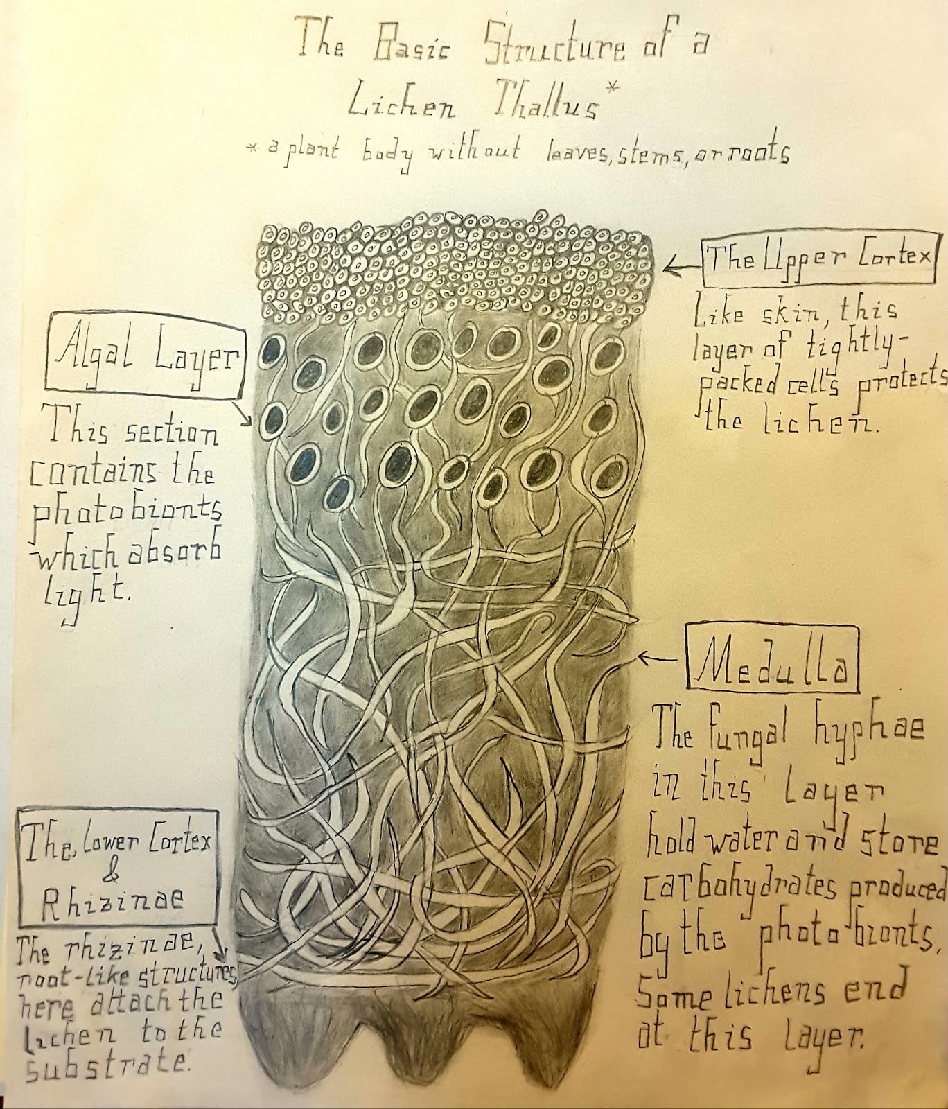 The Science Notebook : Lichens: A Burst of Color on a Dark Day