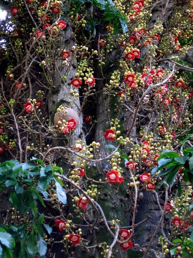 Hoa Sala | Các loài HOA đẹp