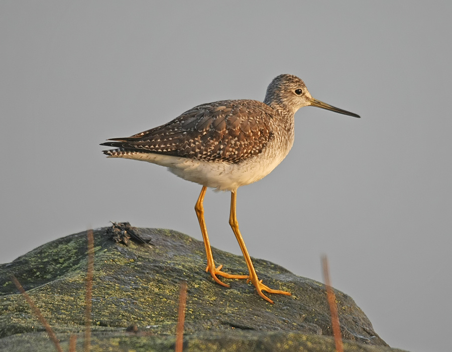 Rare & Scarce Birds In Britain: Greater Yellowlegs