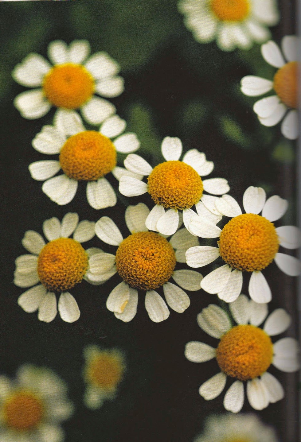 Medicinal plant: Feverfew