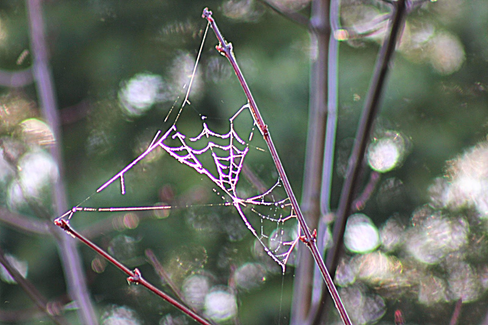 Here and There: Day 123 - 3rd May 2014 - Chickadee, Cobwebs and Bling