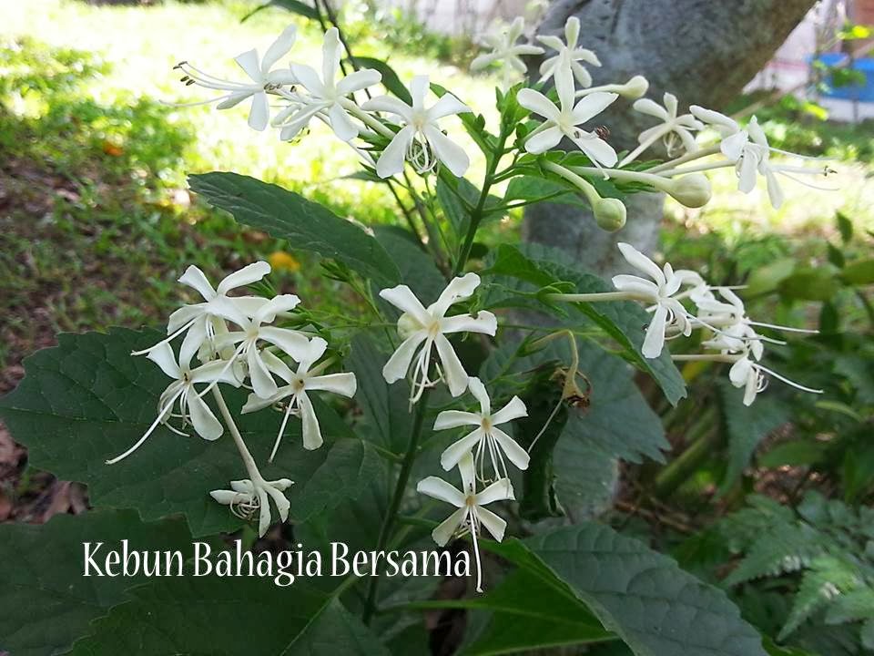 Kebun Bahagia Bersama: Kembang Bugang