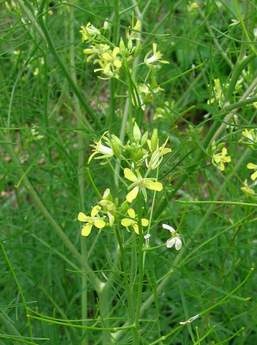 Asociacion Chi de Andalucia: ERÍSIMO. La Hierba de los Cantores