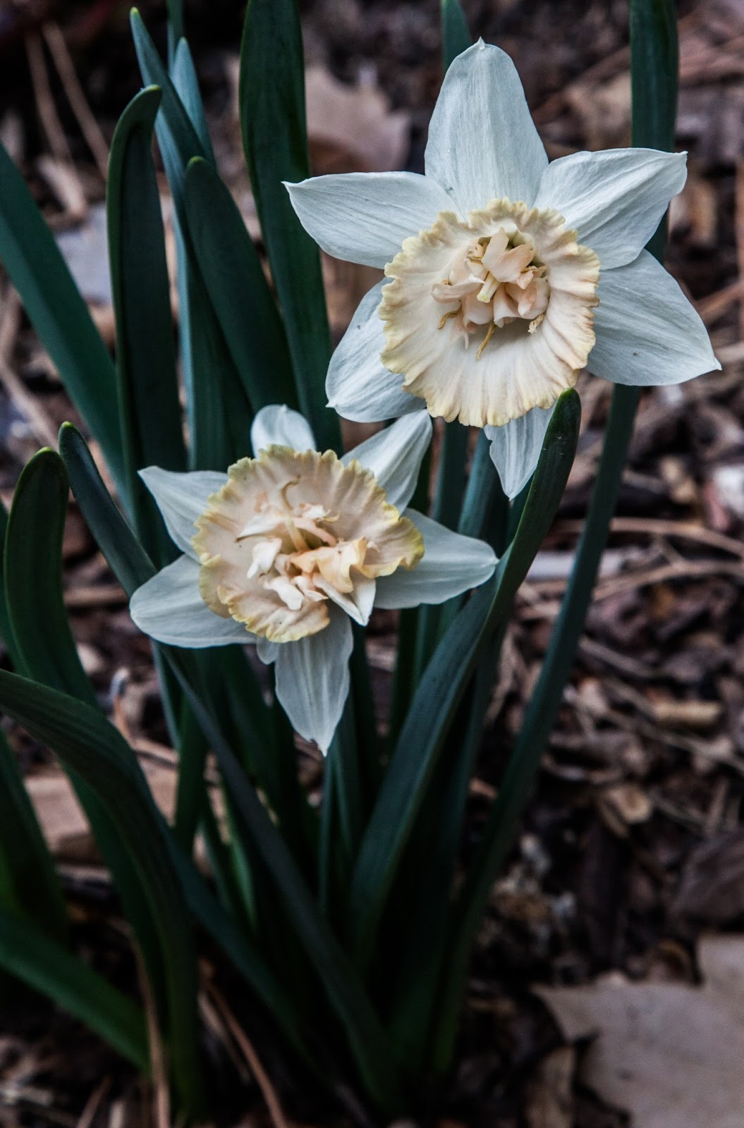 Walking Arizona: Fancy Flowers