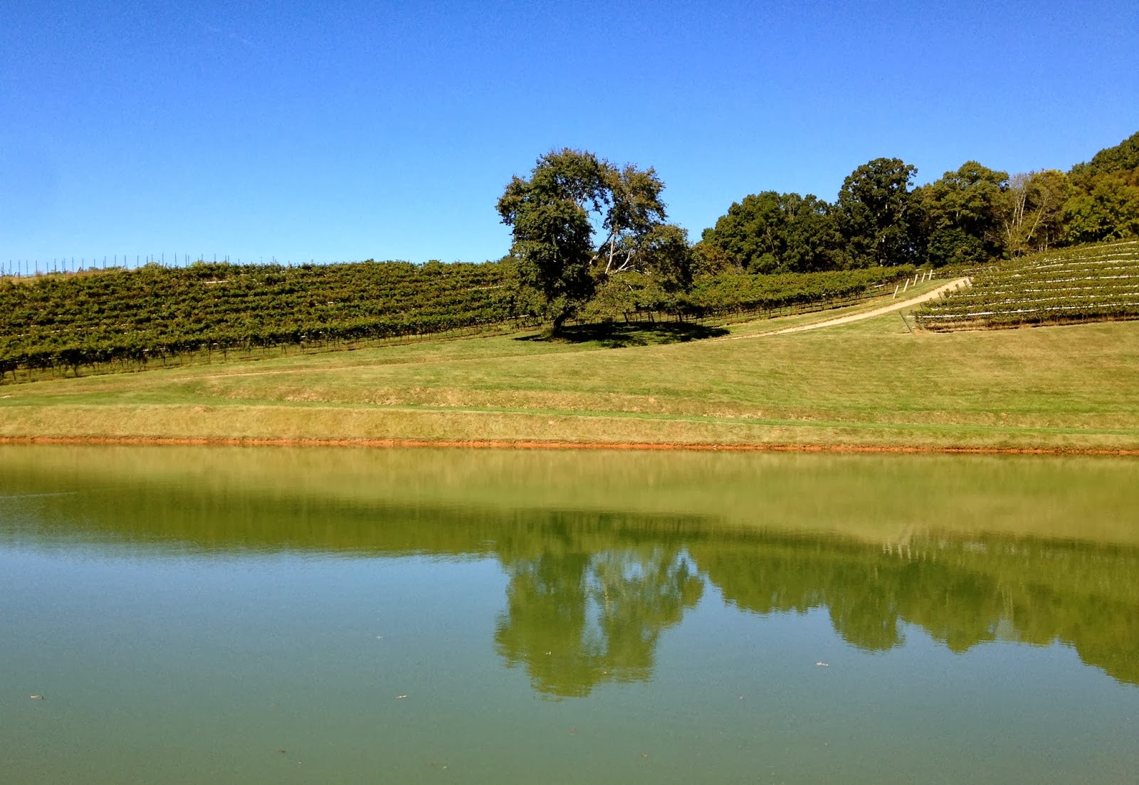 Wydeven Designs: Travels in Georgia - A Visit to Montaluce Vineyards