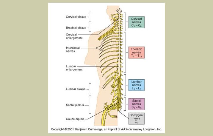 Sistem Saraf Pada Manusia - Jegeristik
