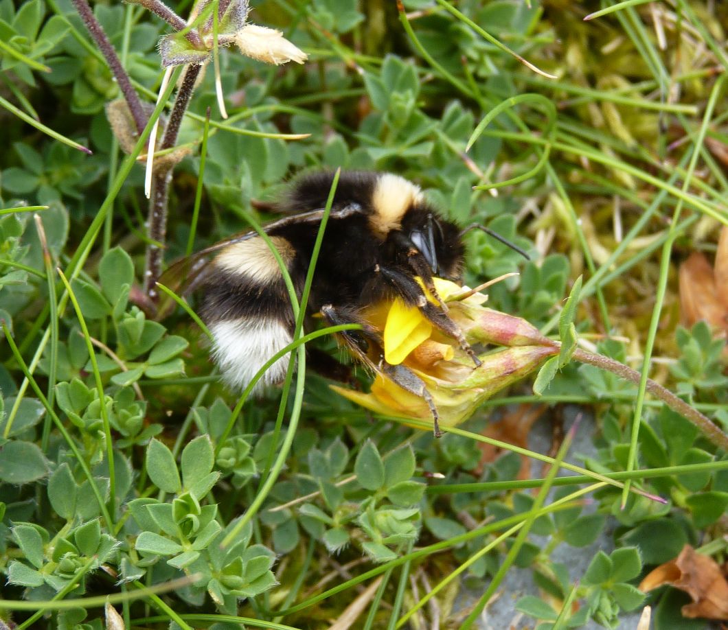 Islay Natural History Trust: Bombus cryptarum - 'Cryptic' Bumble Bee