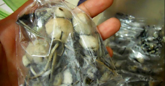 kesehatan.tionghoanews.com: BAHAYA JAMUR TAHI SAPI "MAGIC MUSHROOM ...