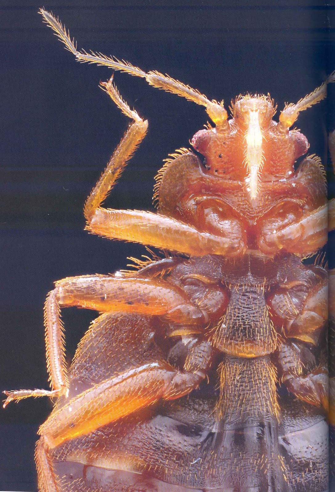 Biología1Secundaria: "durmiendo con el enemigo" CHINCHES EN LA CAMA